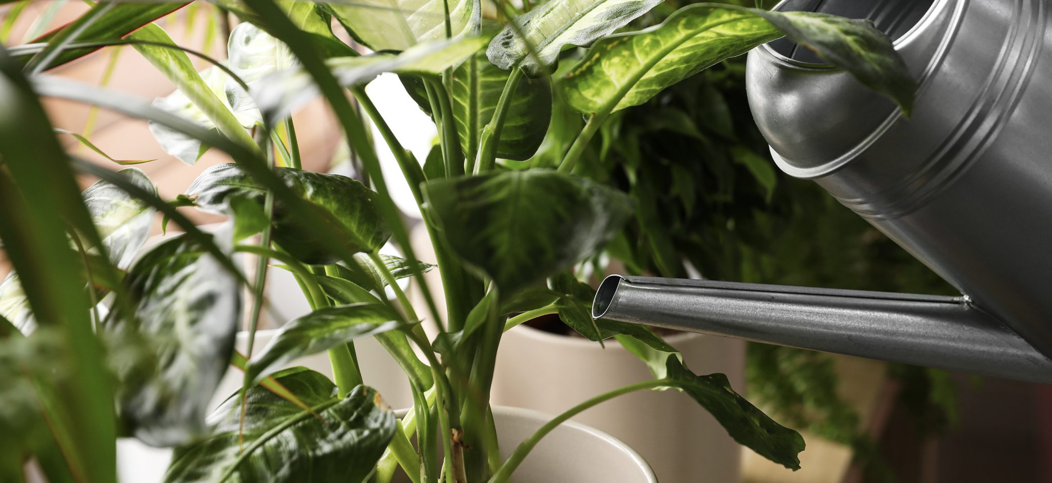 Houseplant Care Guide – Feeding – Plantsmith