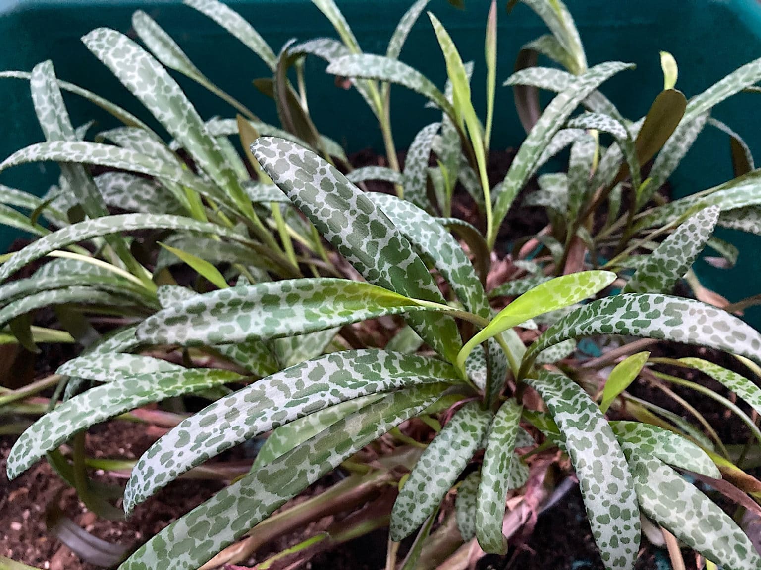 Silver Squill (Ledebouria Socialis) - Plantsmith