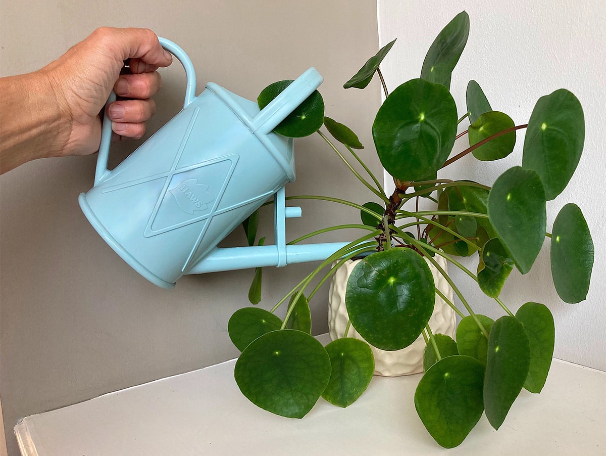 Why feed houseplants? - Plantsmith