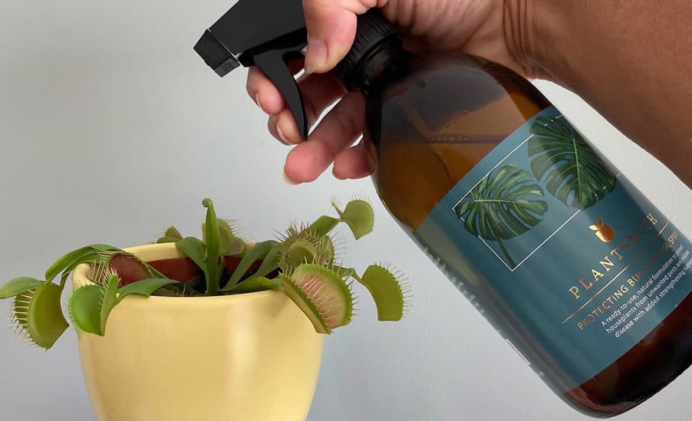 Venus flytrap (Dionaea muscipula) - Plantsmith