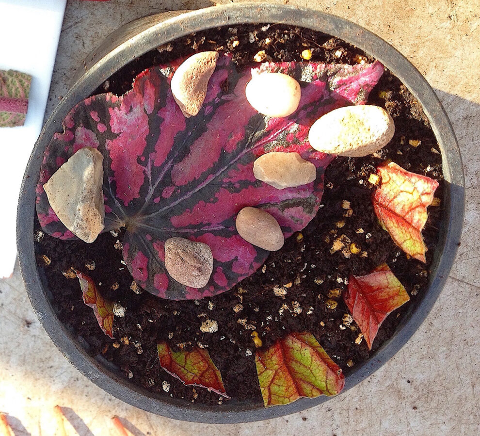 Begonia rex - Plantsmith
