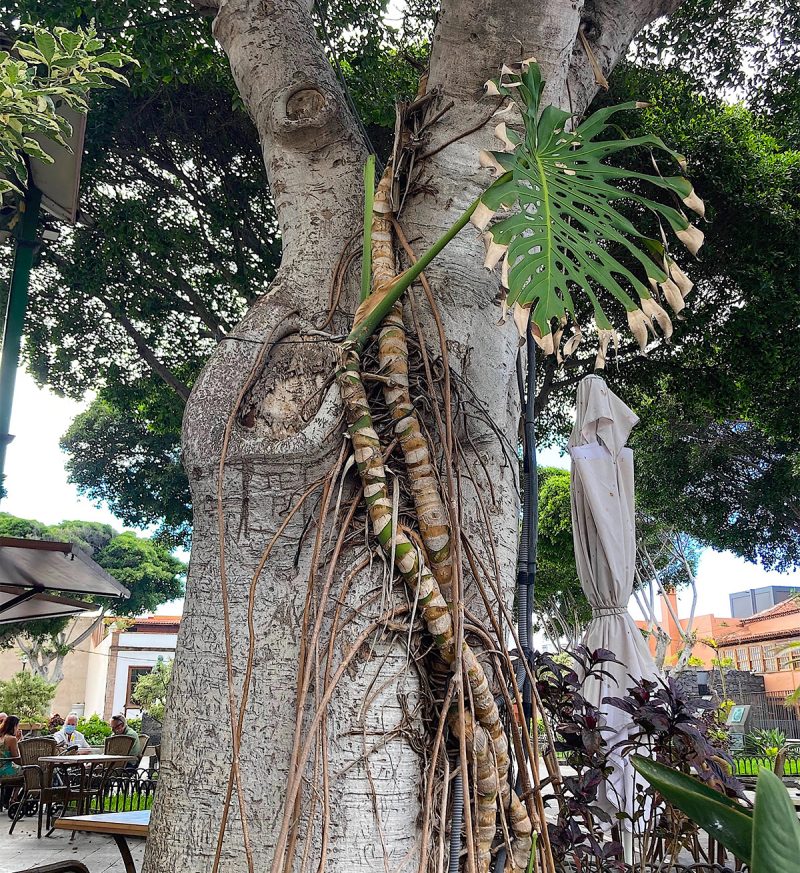 Monstera deliciosa, Swiss Cheese Plant - Plantsmith