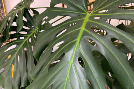 Monstera deliciosa, Swiss Cheese Plant - Plantsmith