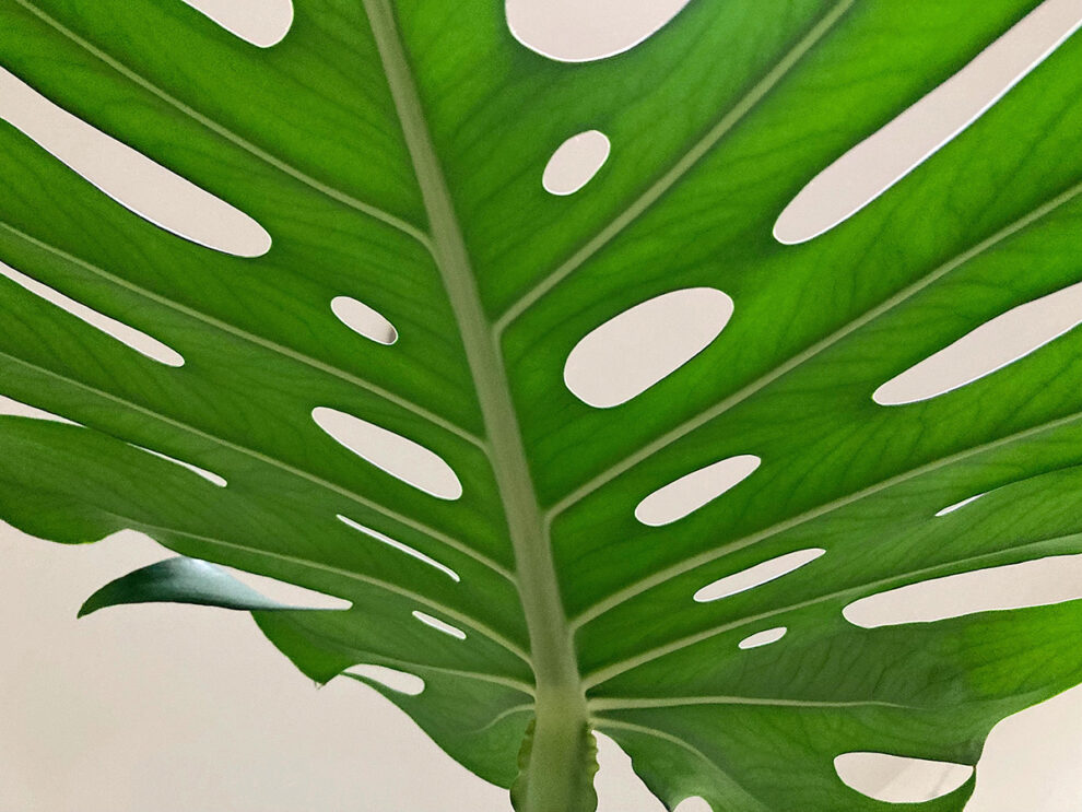 Monstera deliciosa, Swiss Cheese Plant - Plantsmith