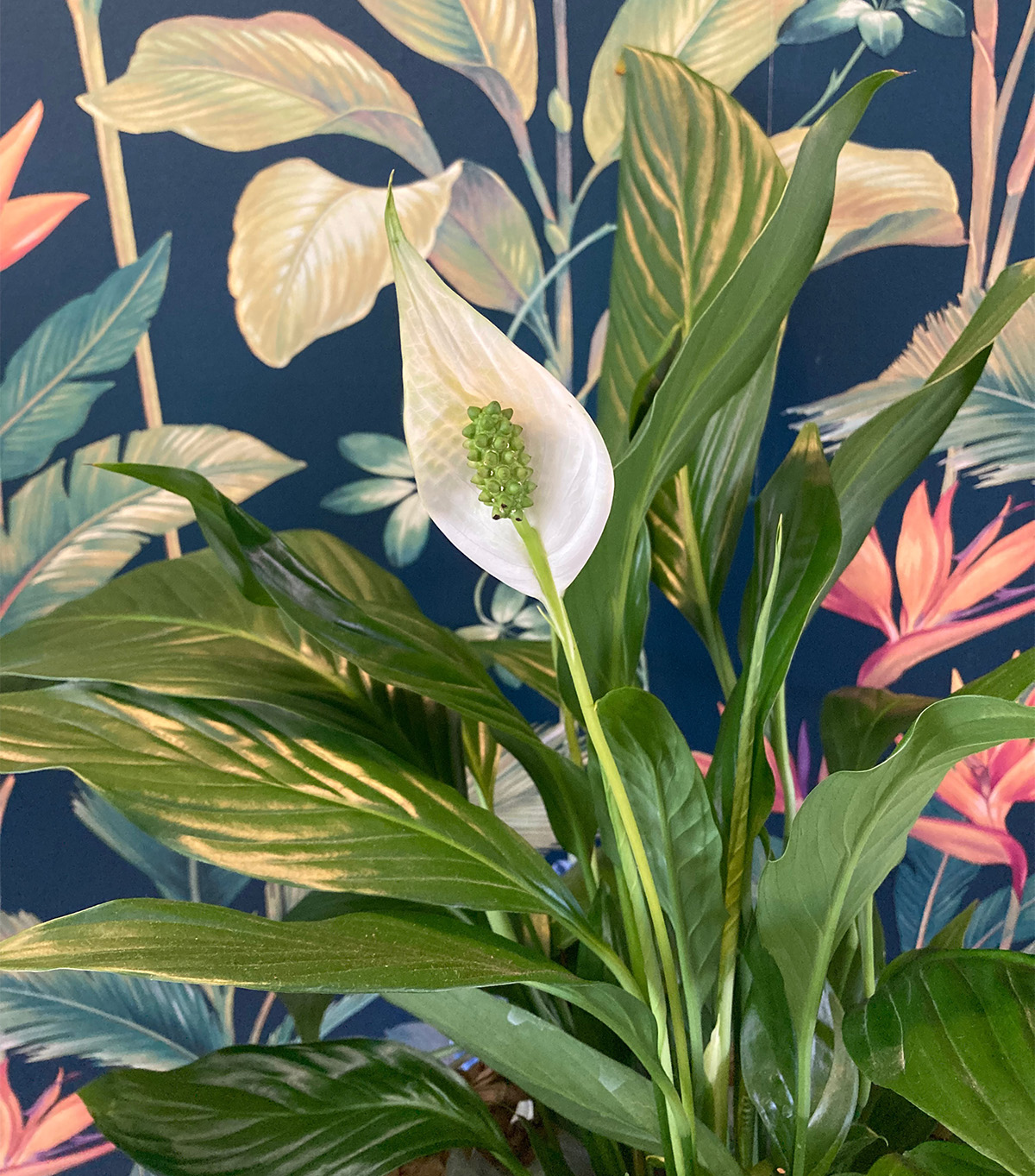 Air cleaning houseplants - Plantsmith
