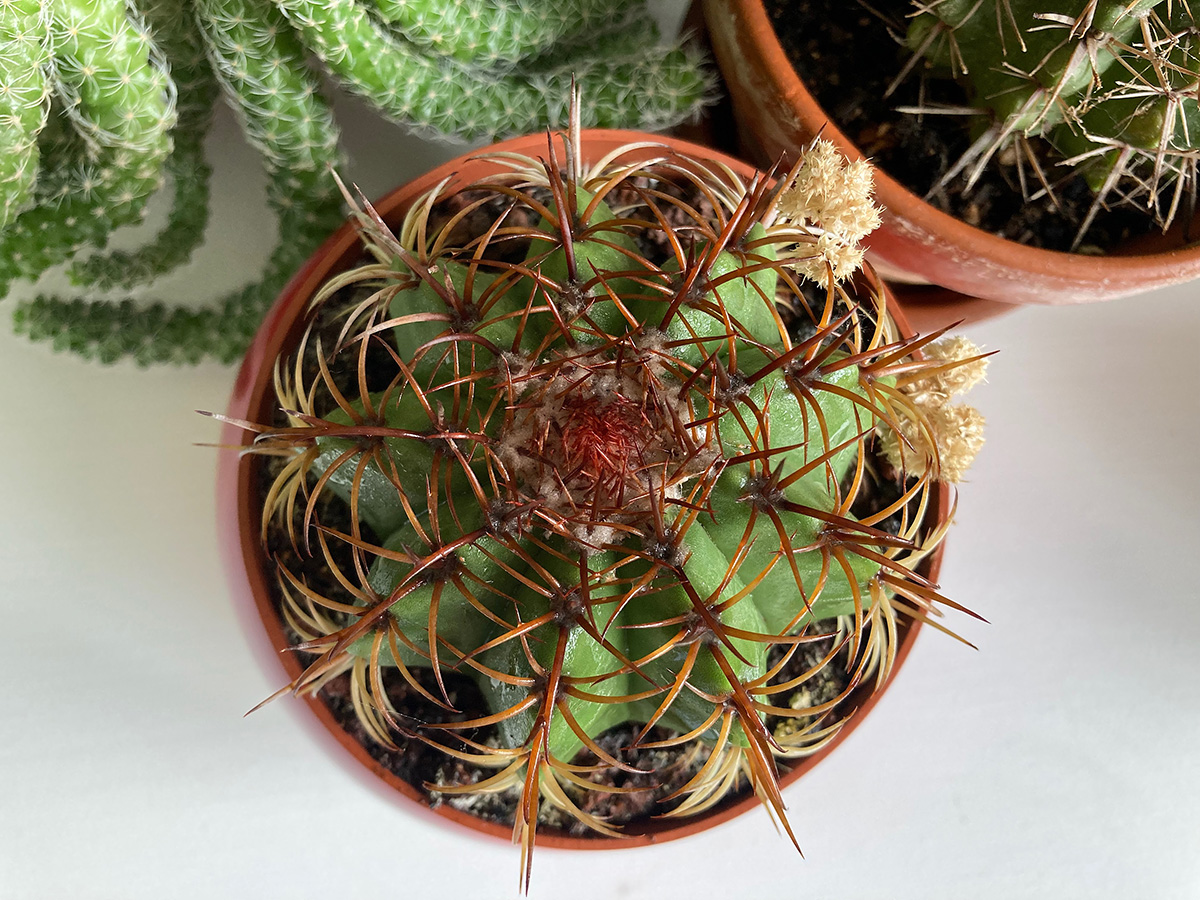Caring for cacti - Plantsmith