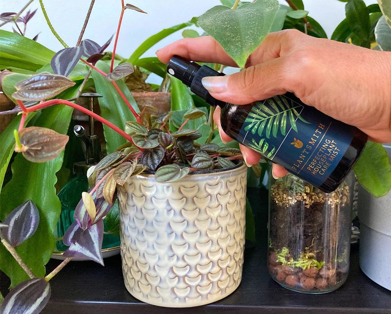 Peperomia, radiator plant - Plantsmith