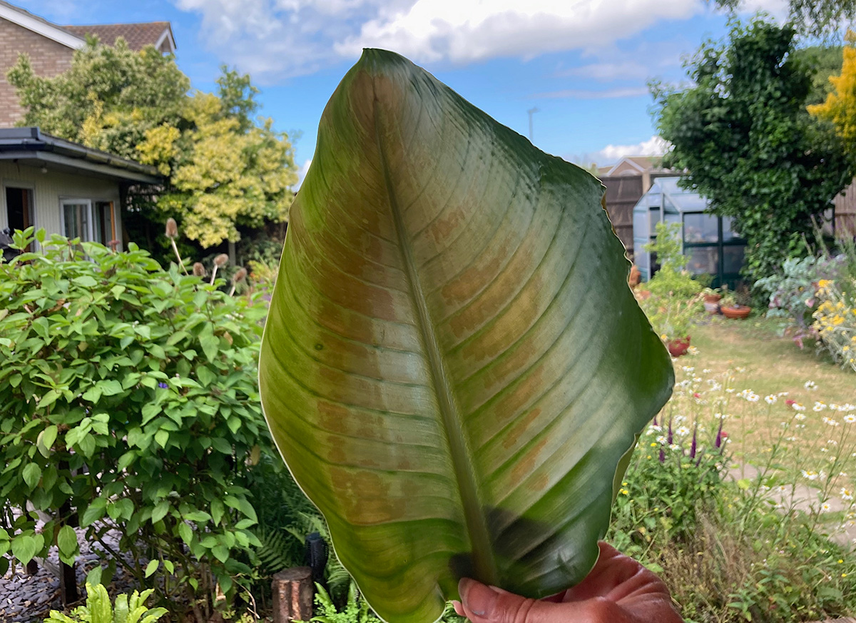 Strelitzia reginae, Bird of Paradise - Plantsmith
