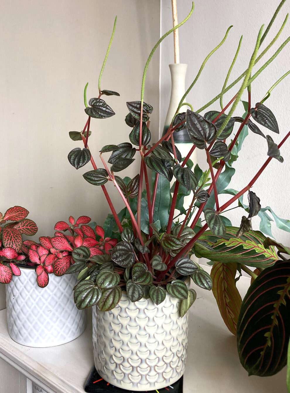 Peperomia, radiator plant - Plantsmith