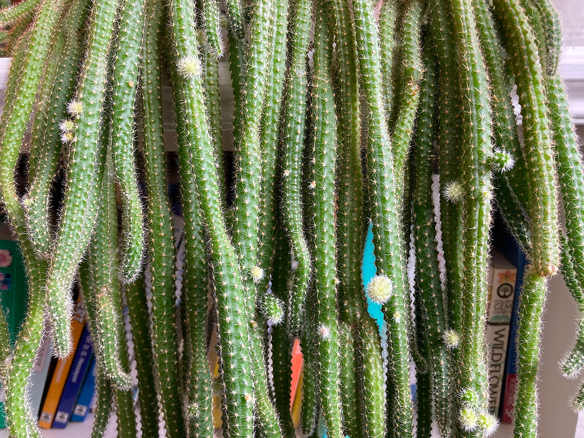 Caring for cacti - Plantsmith