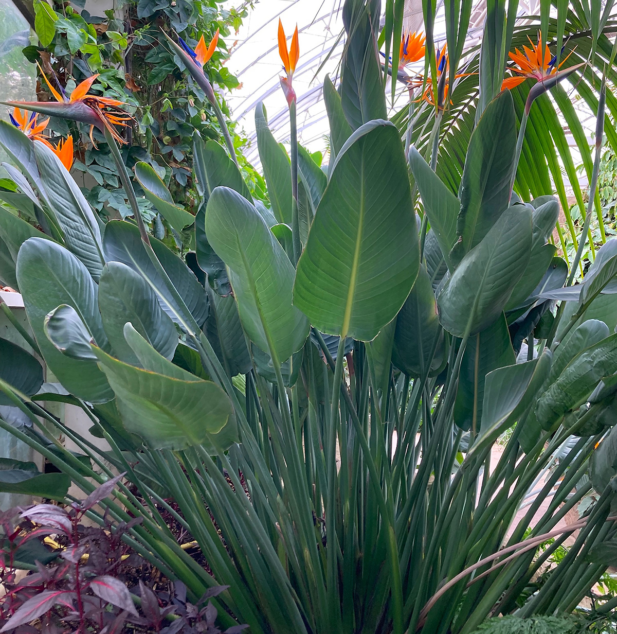 Strelitzia reginae, Bird of Paradise - Plantsmith