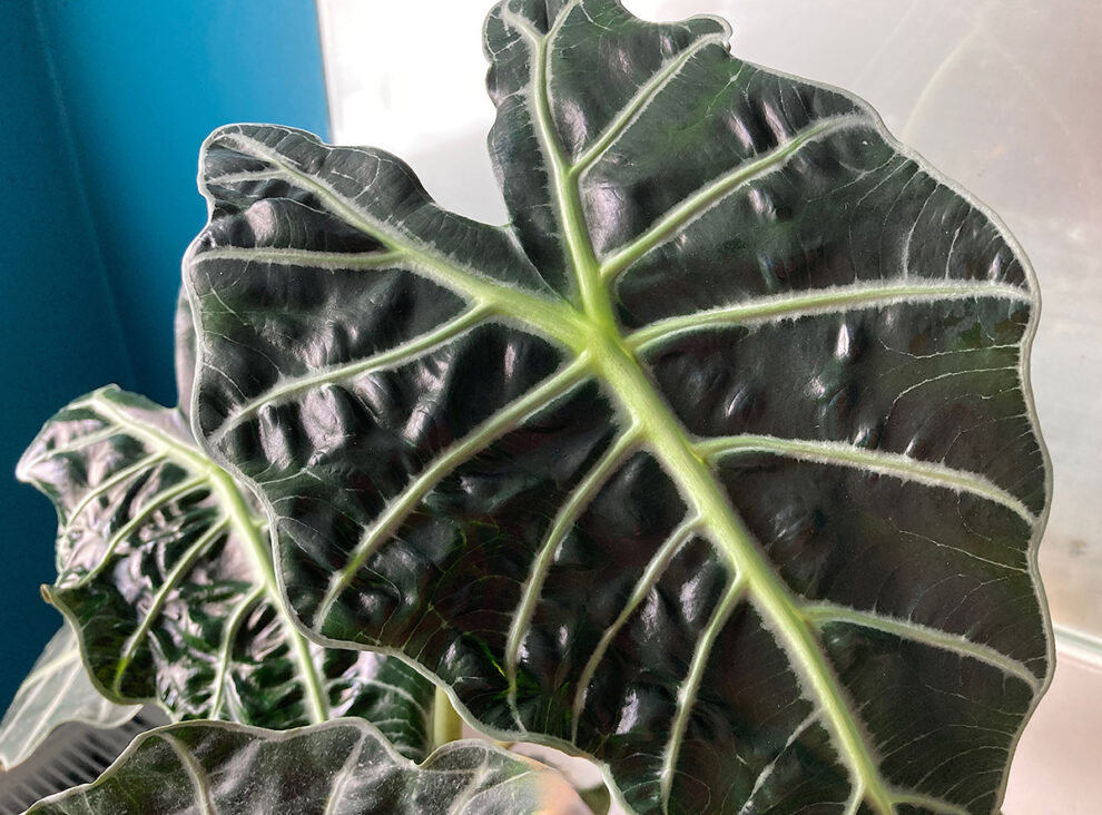 Alocasia, Elephant's Ear - Plantsmith