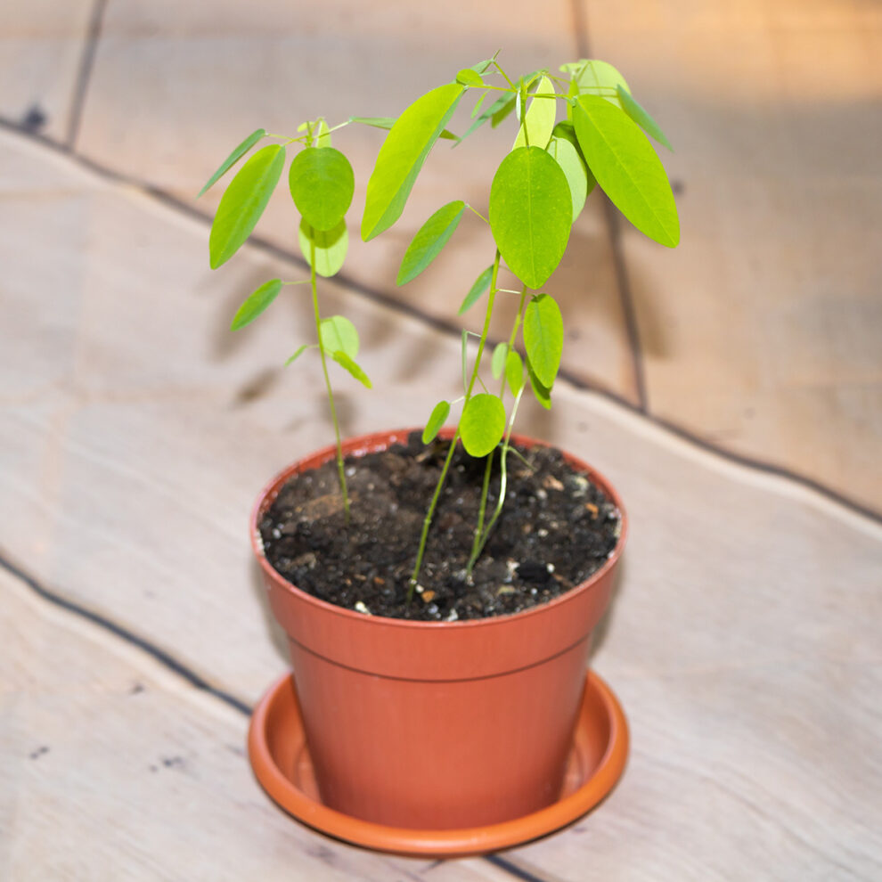 Houseplants with superpowers - Plantsmith