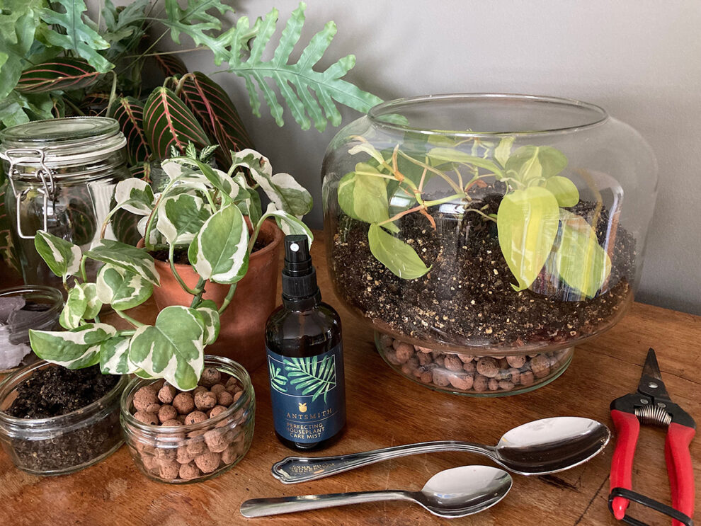 Make a terrarium - Plantsmith