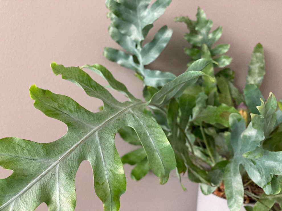 Phlebodium aureum 'Blue Star’ Fern (low light evergreen fern) - Plantsmith