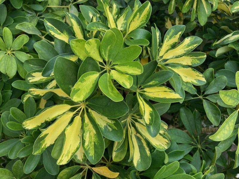 Calathea Rufibarba - Plantsmith