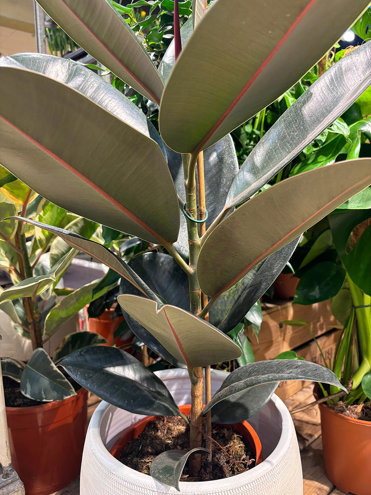 Ficus elastica, rubber plant - Plantsmith