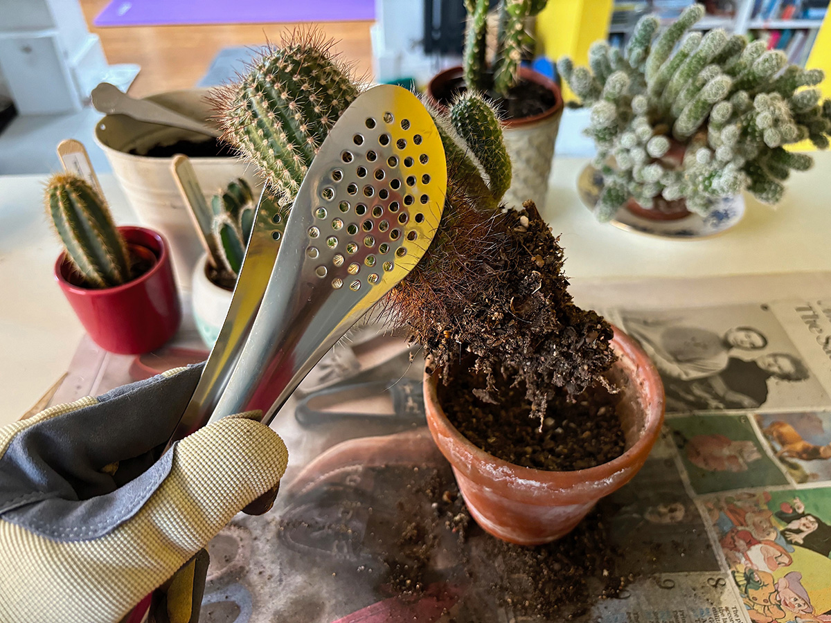 How to repot cacti - Plantsmith