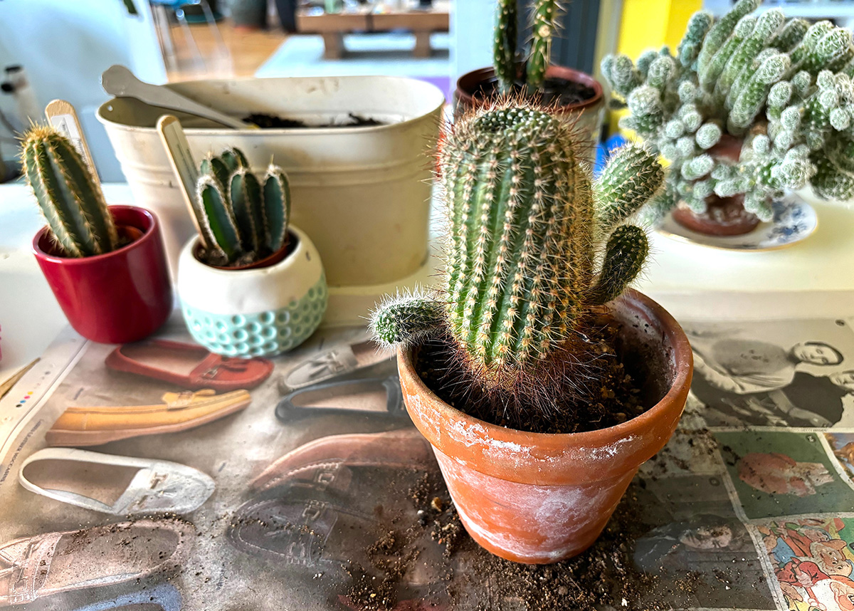 How to repot cacti - Plantsmith