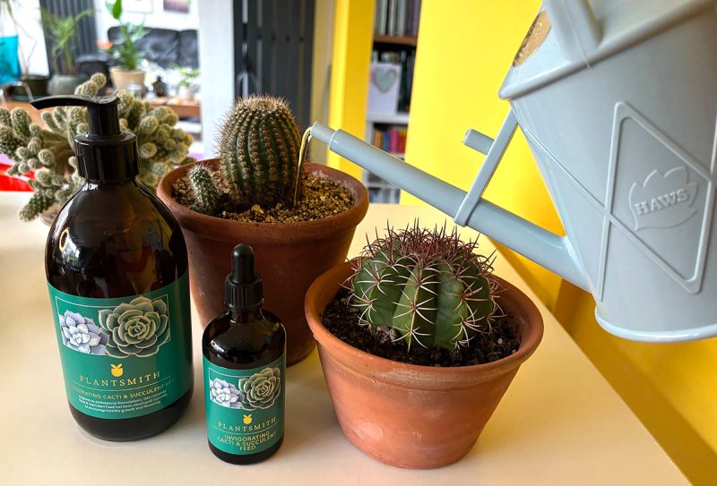 How to repot cacti - Plantsmith
