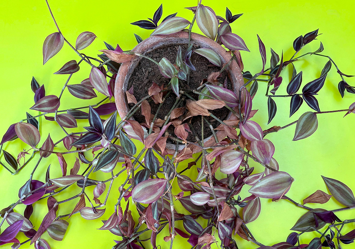 How to propagate Tradescantia - Plantsmith