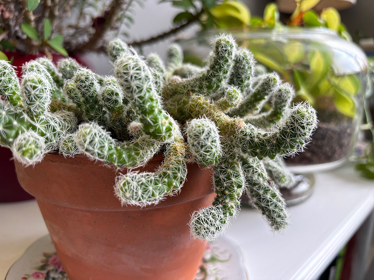 Aporocactus flagelliformis, the rattail cactus - Plantsmith