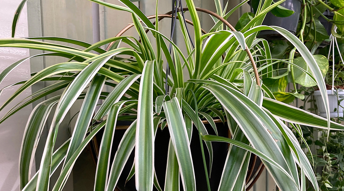 Houseplant of the Month - Plantsmith
