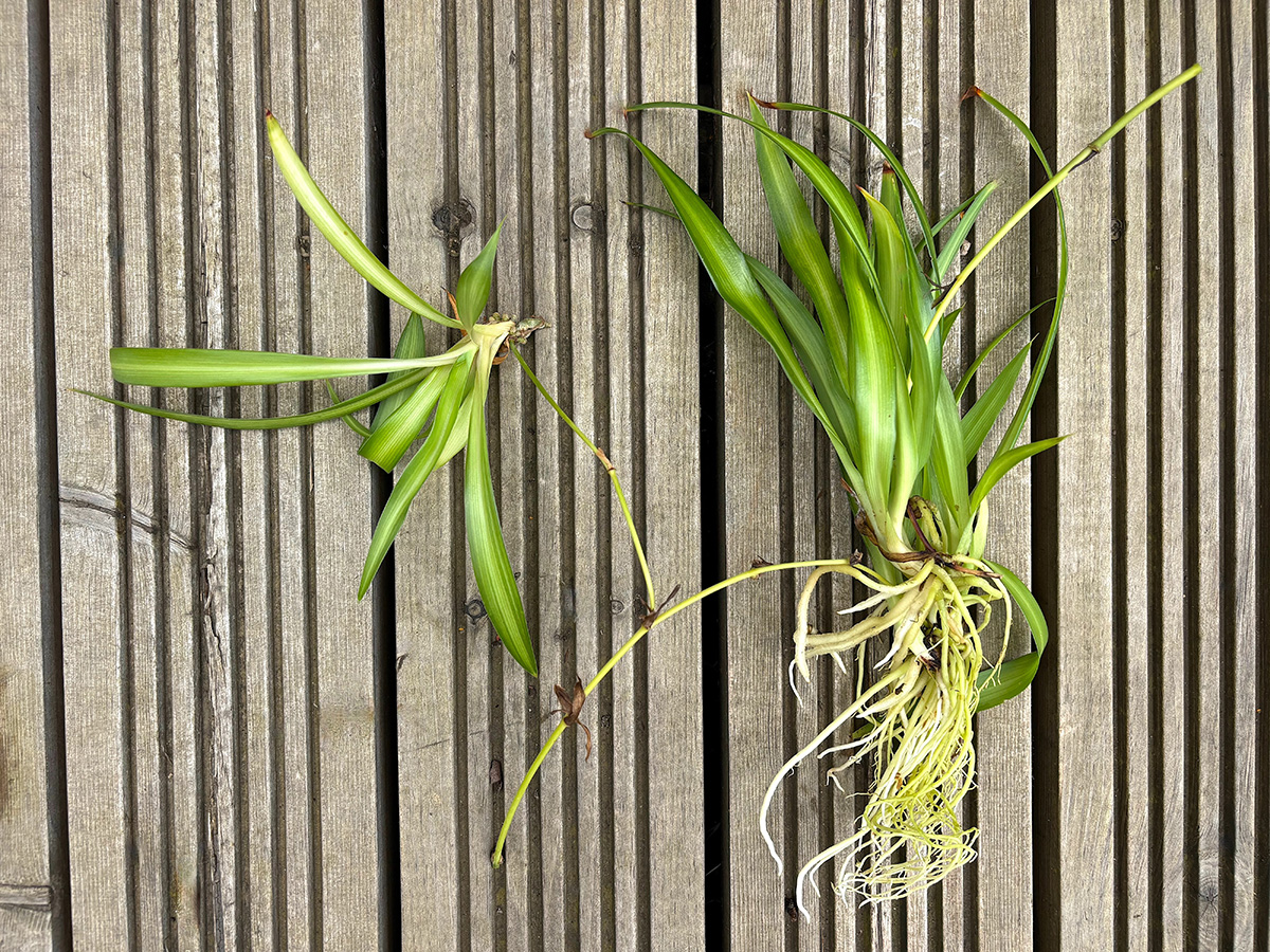 Chlorophytum comosum, spider plant – Plantsmith