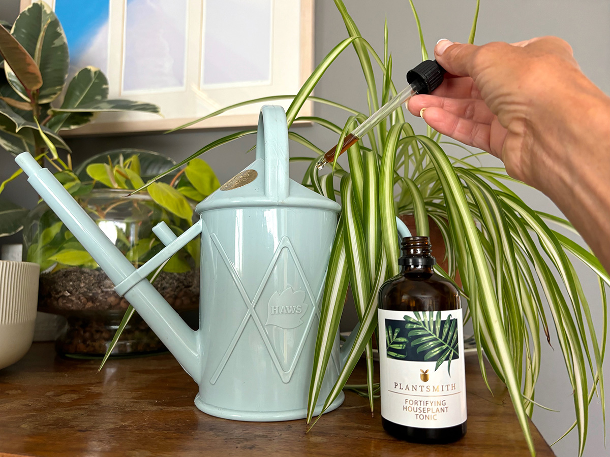 Chlorophytum comosum, spider plant – Plantsmith