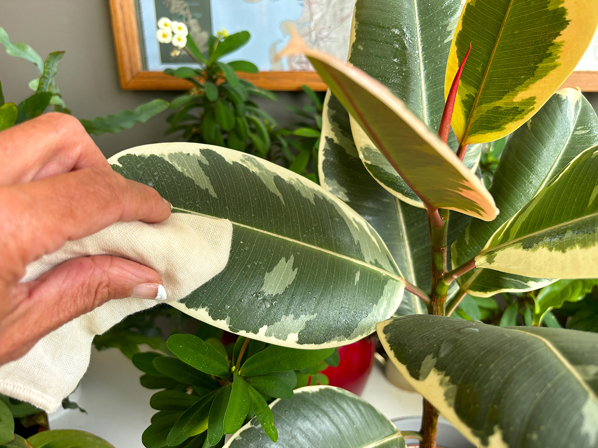 Houseplant hacks, tips and tricks - Plantsmith